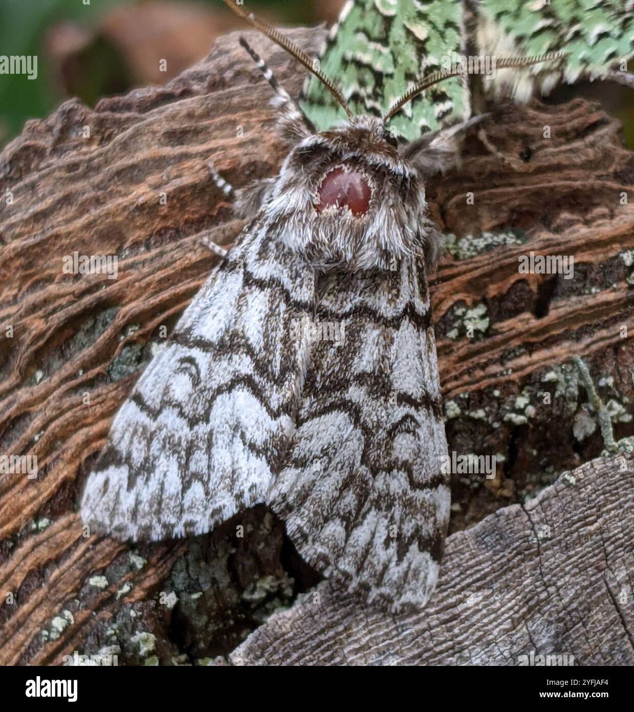 Western Panthea Moth (Panthea virginarius Stock Photo - Alamy