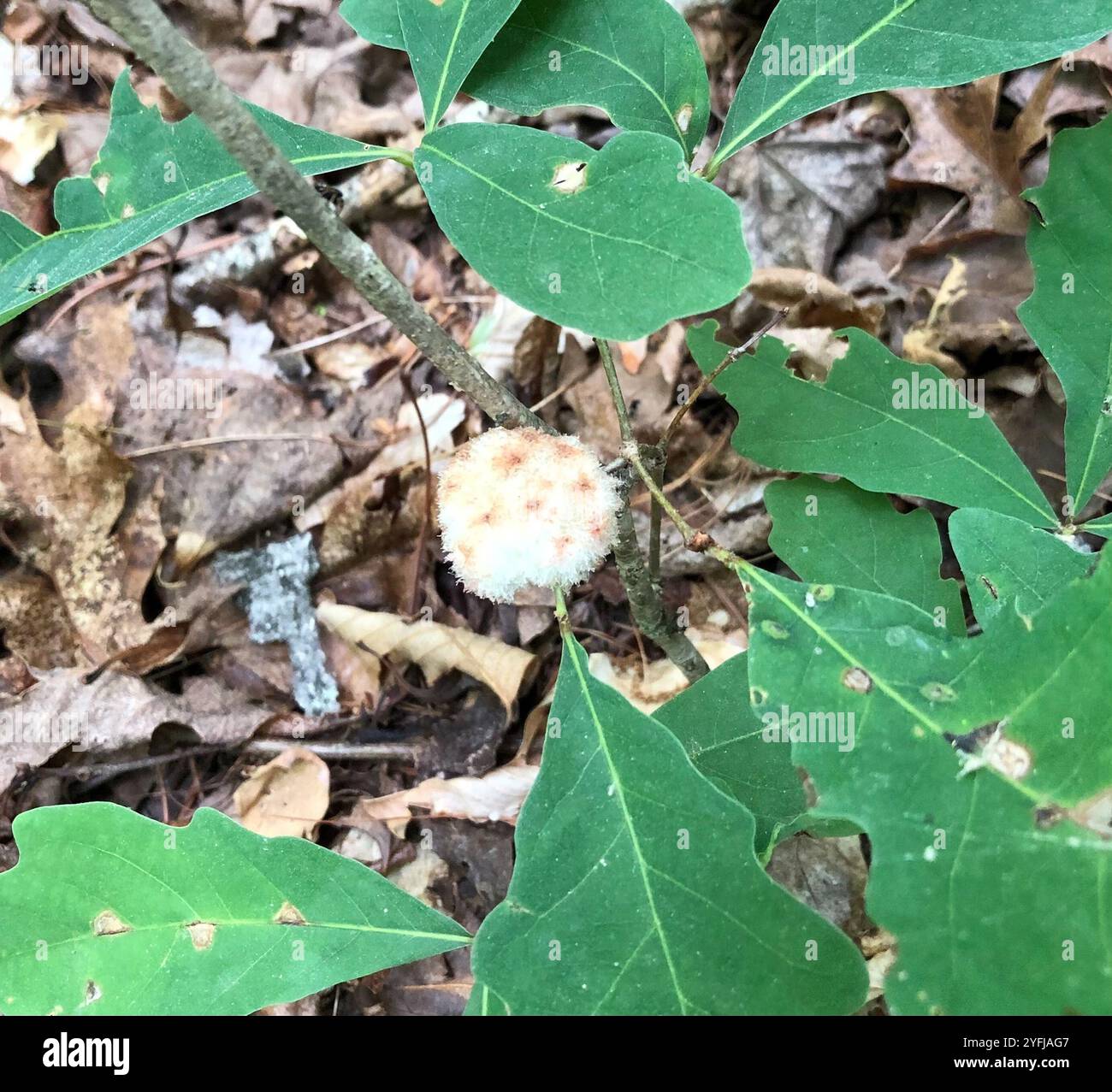 Wool Sower Gall Wasp (Callirhytis seminator Stock Photo - Alamy