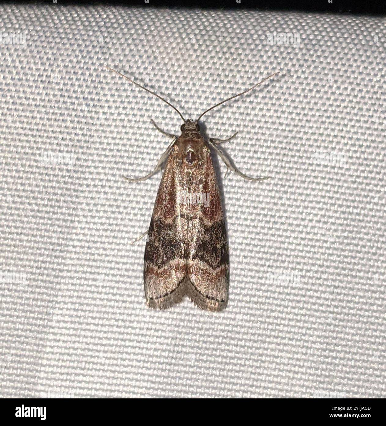 American Plum Borer Moth (Euzophera semifuneralis Stock Photo - Alamy