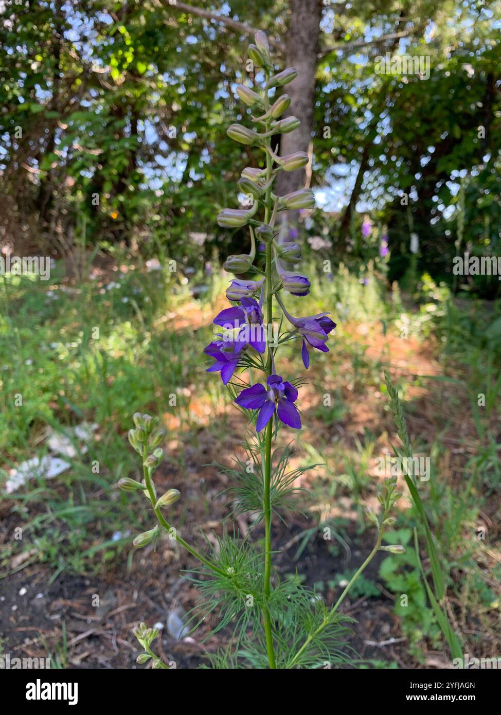 doubtful knight's-spur (Delphinium ajacis Stock Photo - Alamy