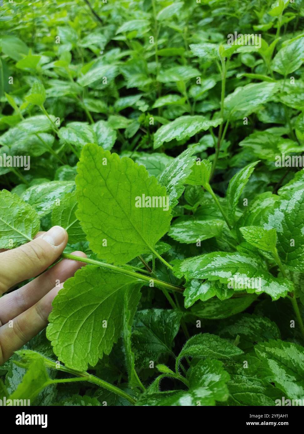yellow archangel (Lamium galeobdolon Stock Photo - Alamy