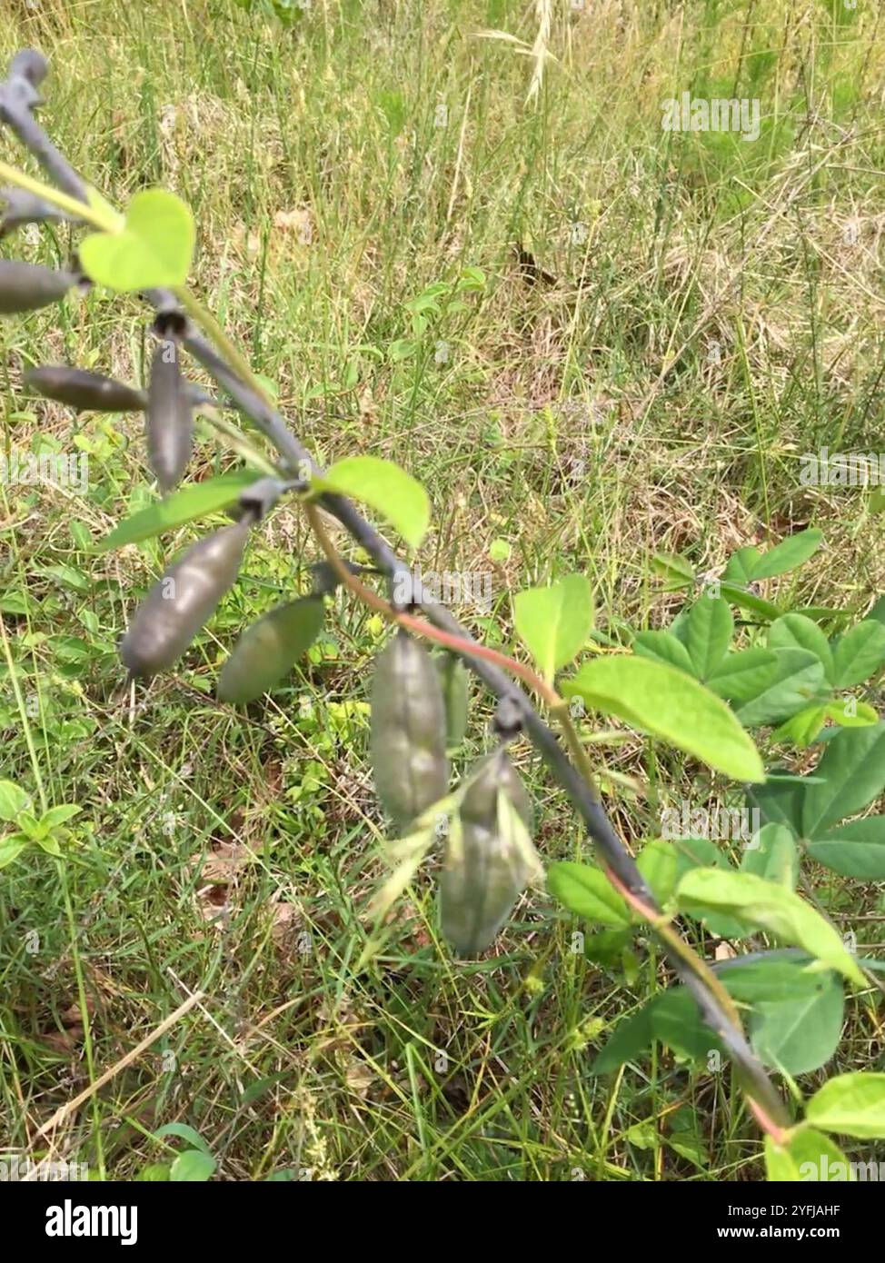 white wild indigo (Baptisia alba Stock Photo - Alamy