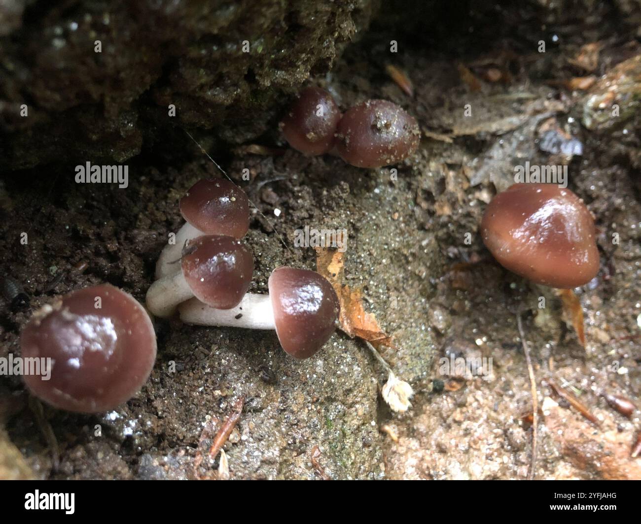 Spadiceum hi-res stock photography and images - Alamy