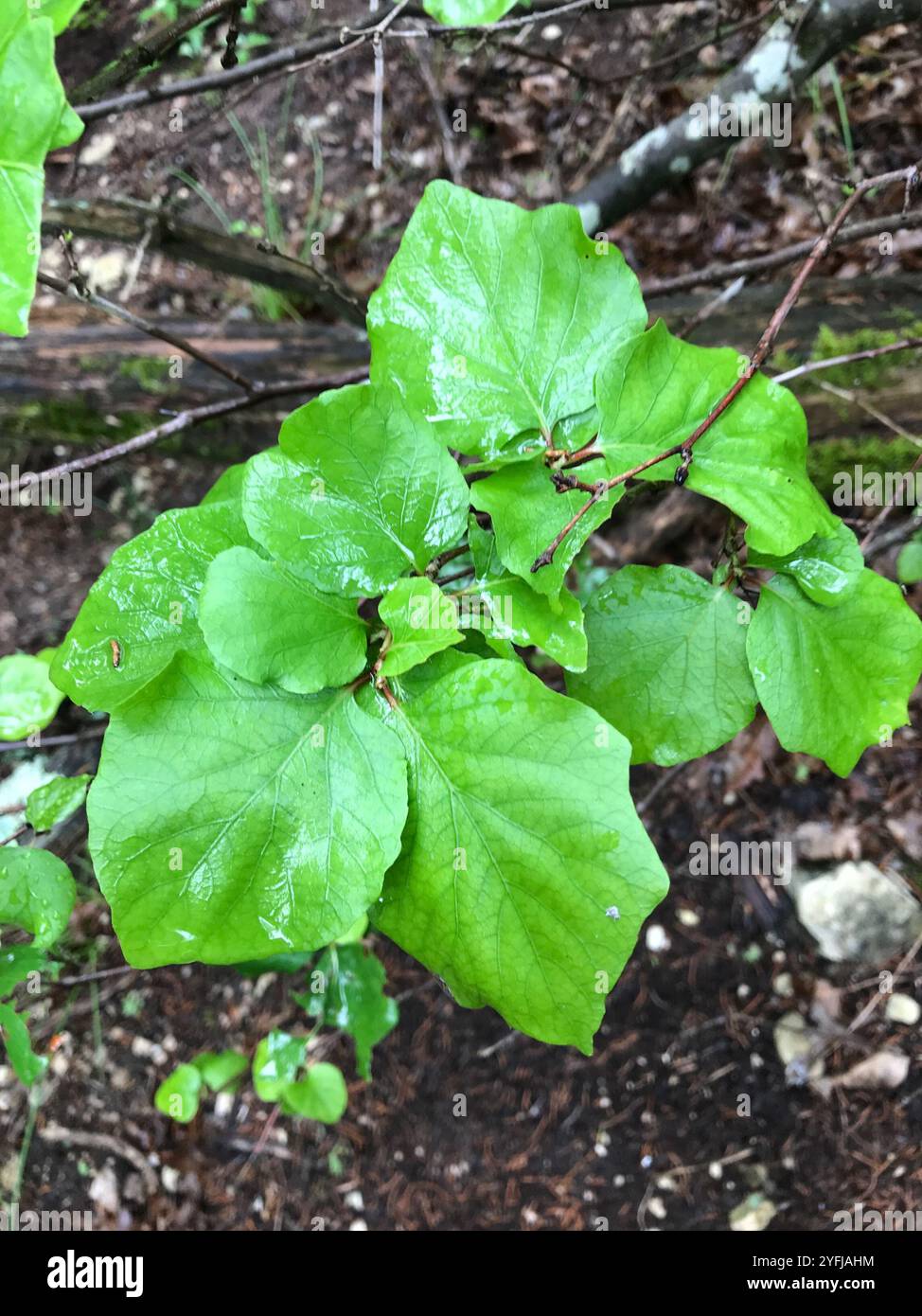 Sycamore-leaf Snowbell (Styrax platanifolius Stock Photo - Alamy