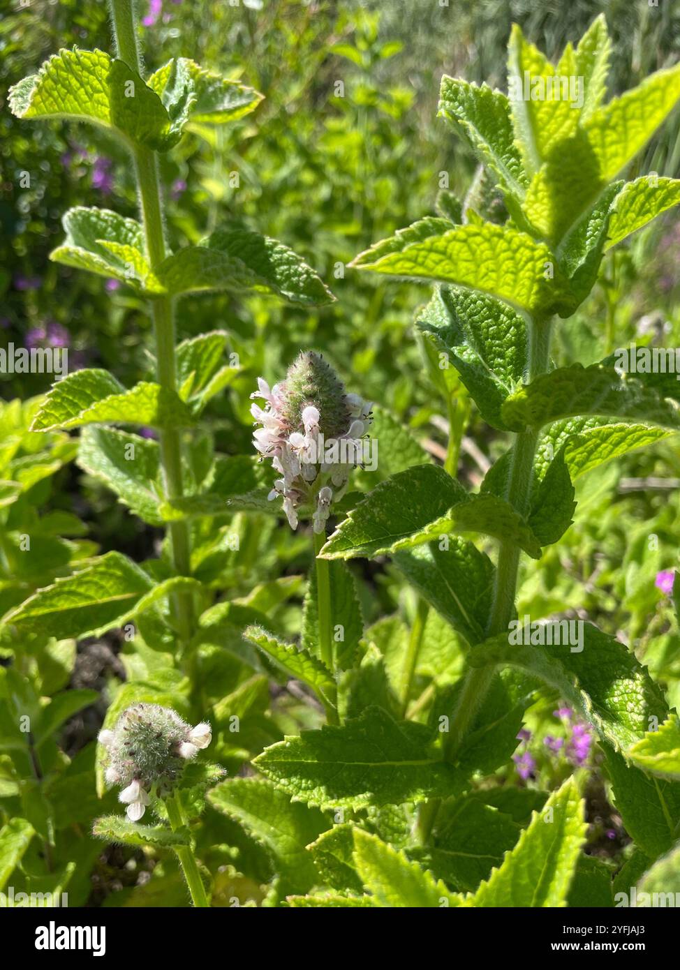 short-spiked hedge nettle (Stachys pycnantha Stock Photo - Alamy
