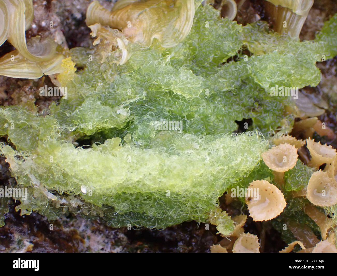 green algae (Chlorophyta Stock Photo - Alamy