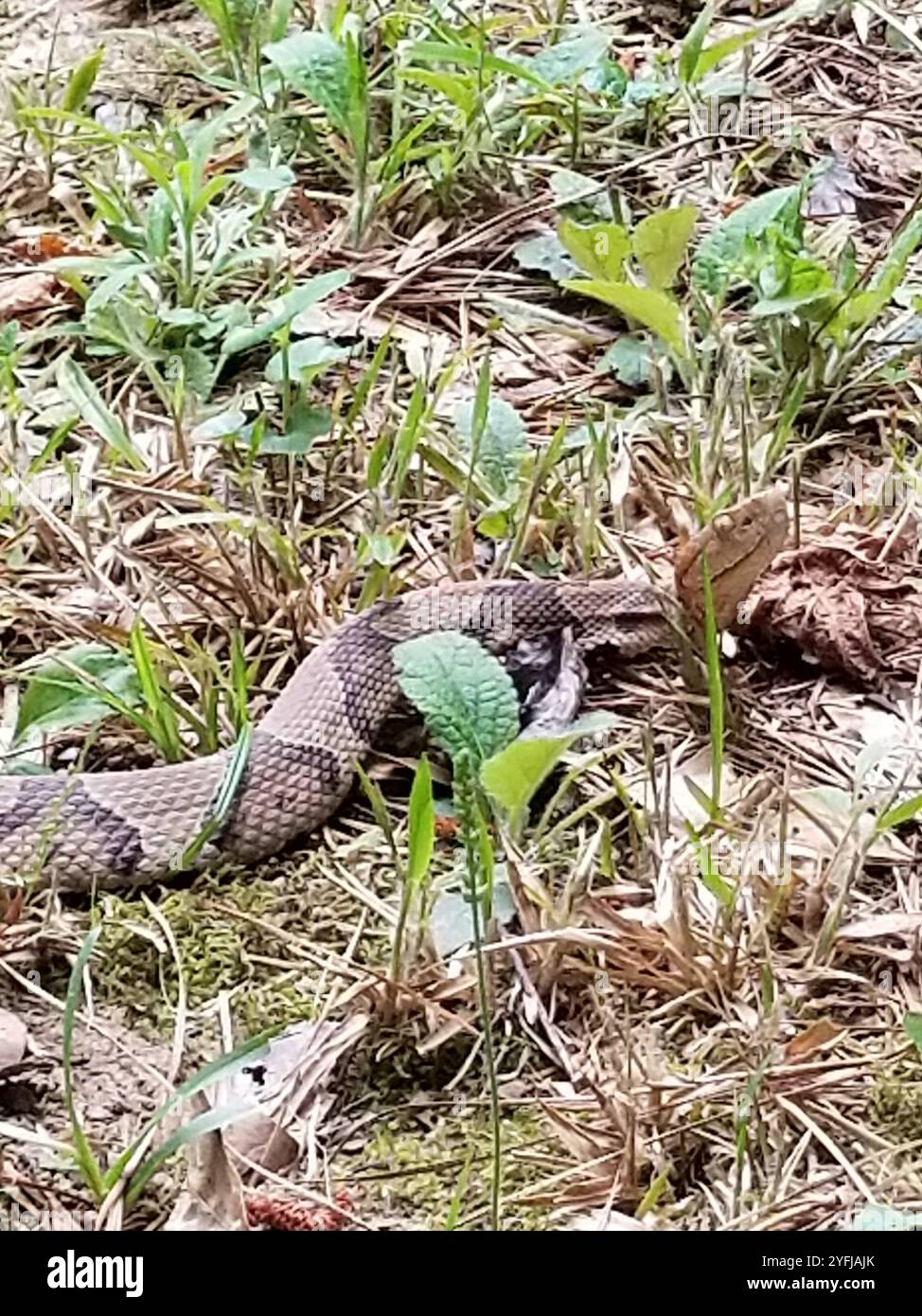 Eastern Copperhead (Agkistrodon contortrix Stock Photo - Alamy