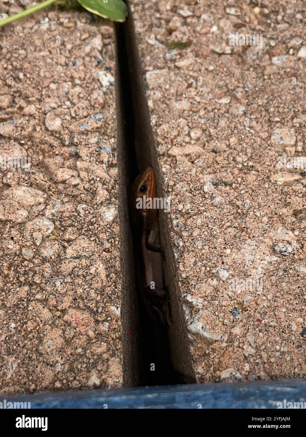 Common Five-lined Skink (Plestiodon fasciatus Stock Photo - Alamy