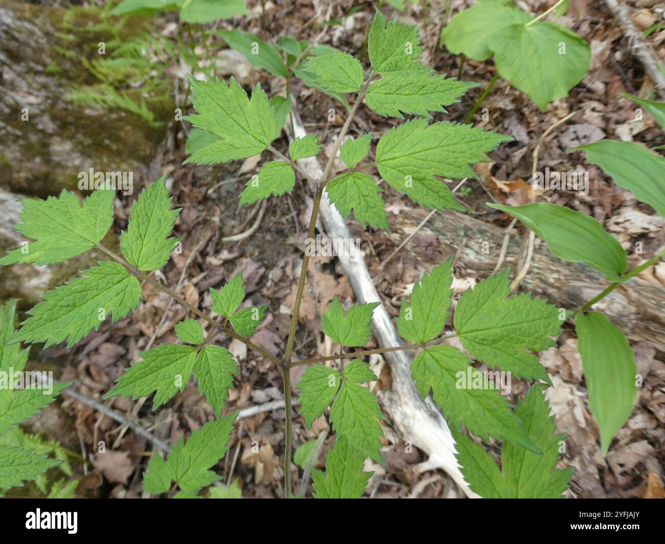 baneberries and cohoshes (Actaea Stock Photo - Alamy