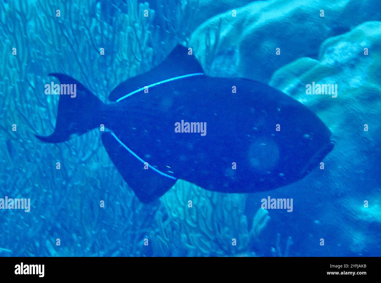 Black Triggerfish (Melichthys niger Stock Photo - Alamy