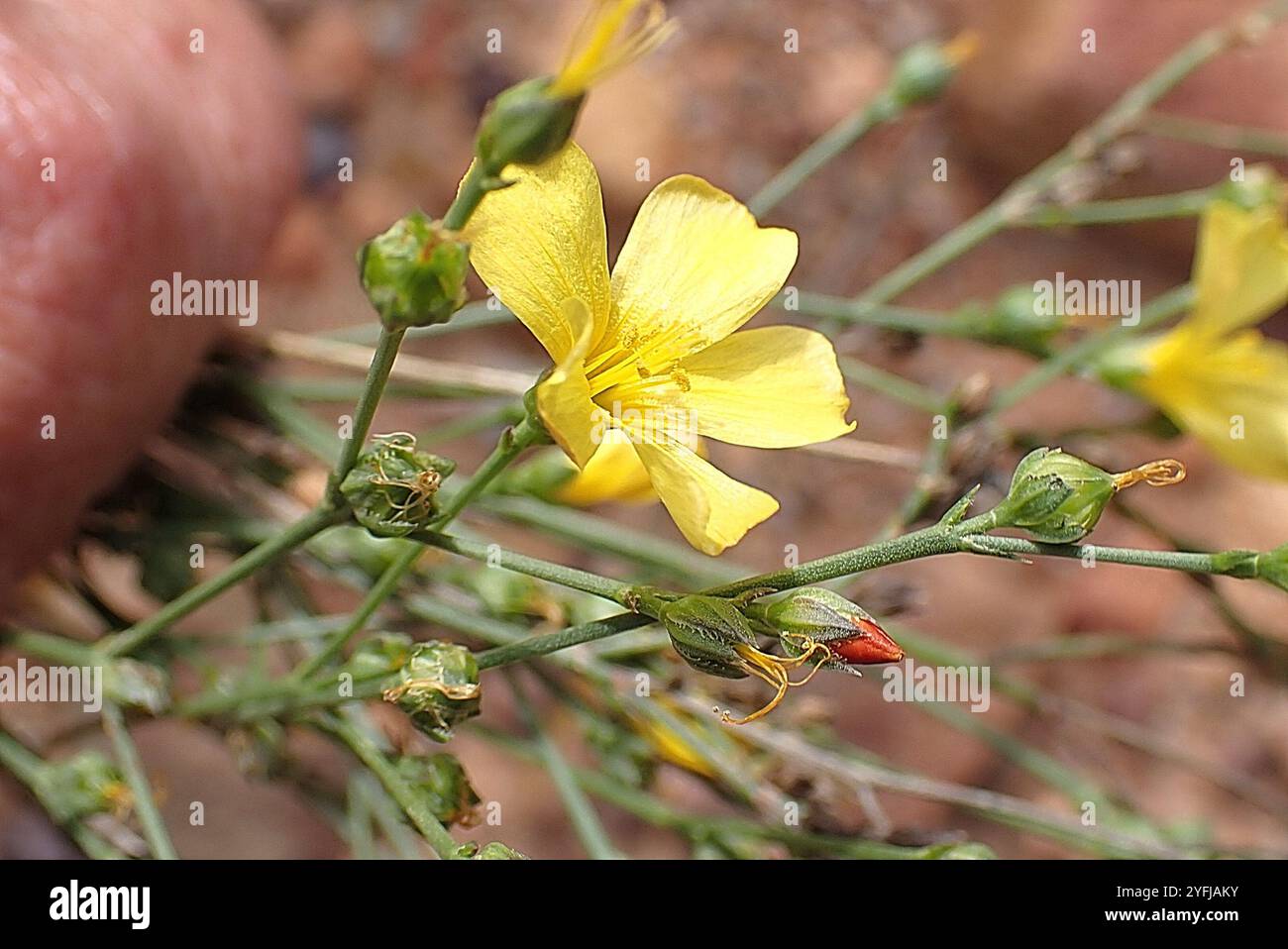 Half-mast Flax (Linum africanum Stock Photo - Alamy