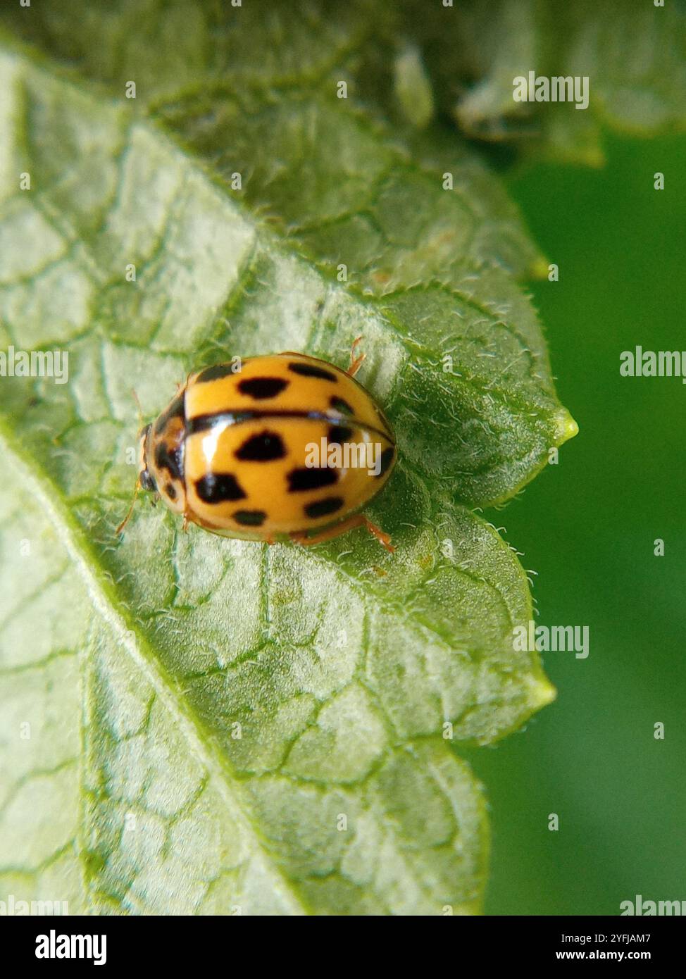 Fourteen-spotted Lady Beetle (Propylea quatuordecimpunctata Stock Photo ...