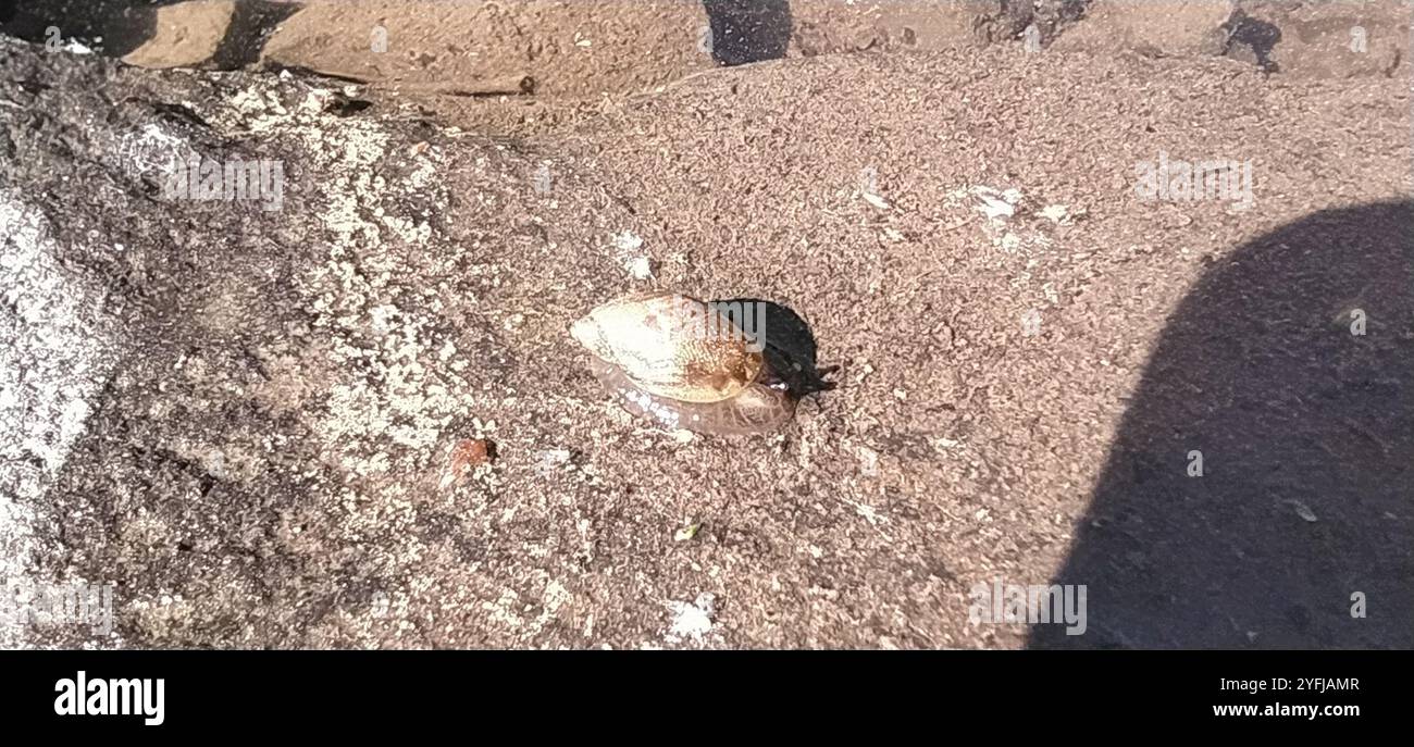 Common European Ambersnail (Succinea putris Stock Photo - Alamy