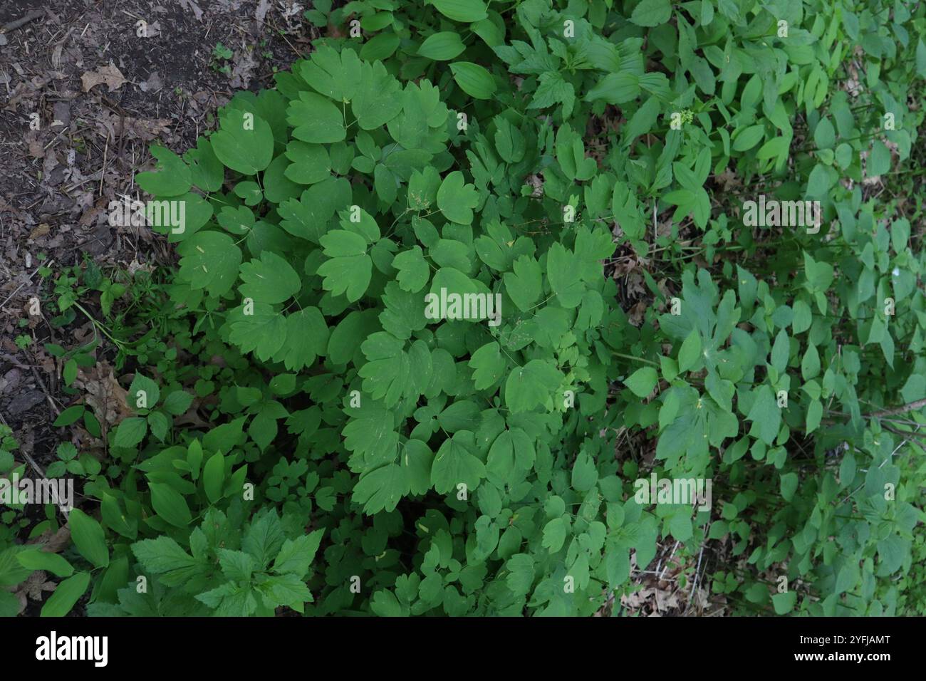 blue cohosh (Caulophyllum thalictroides Stock Photo - Alamy