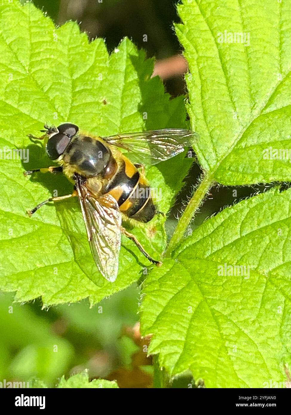 Yellow-haired Sun Fly (Myathropa florea Stock Photo - Alamy