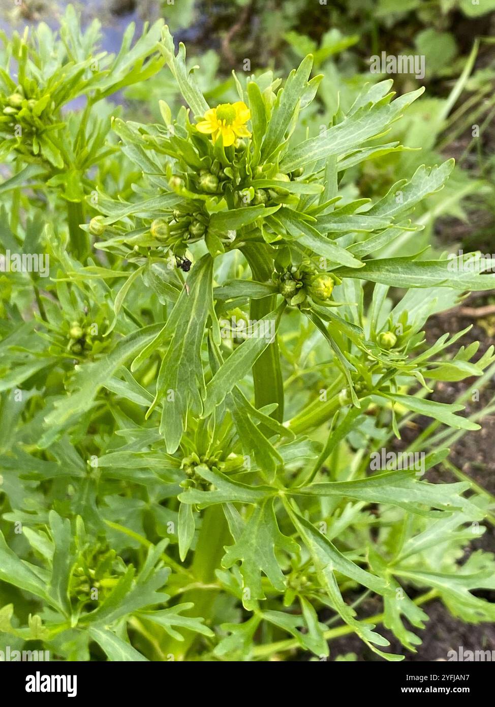 cursed crowfoot (Ranunculus sceleratus Stock Photo - Alamy