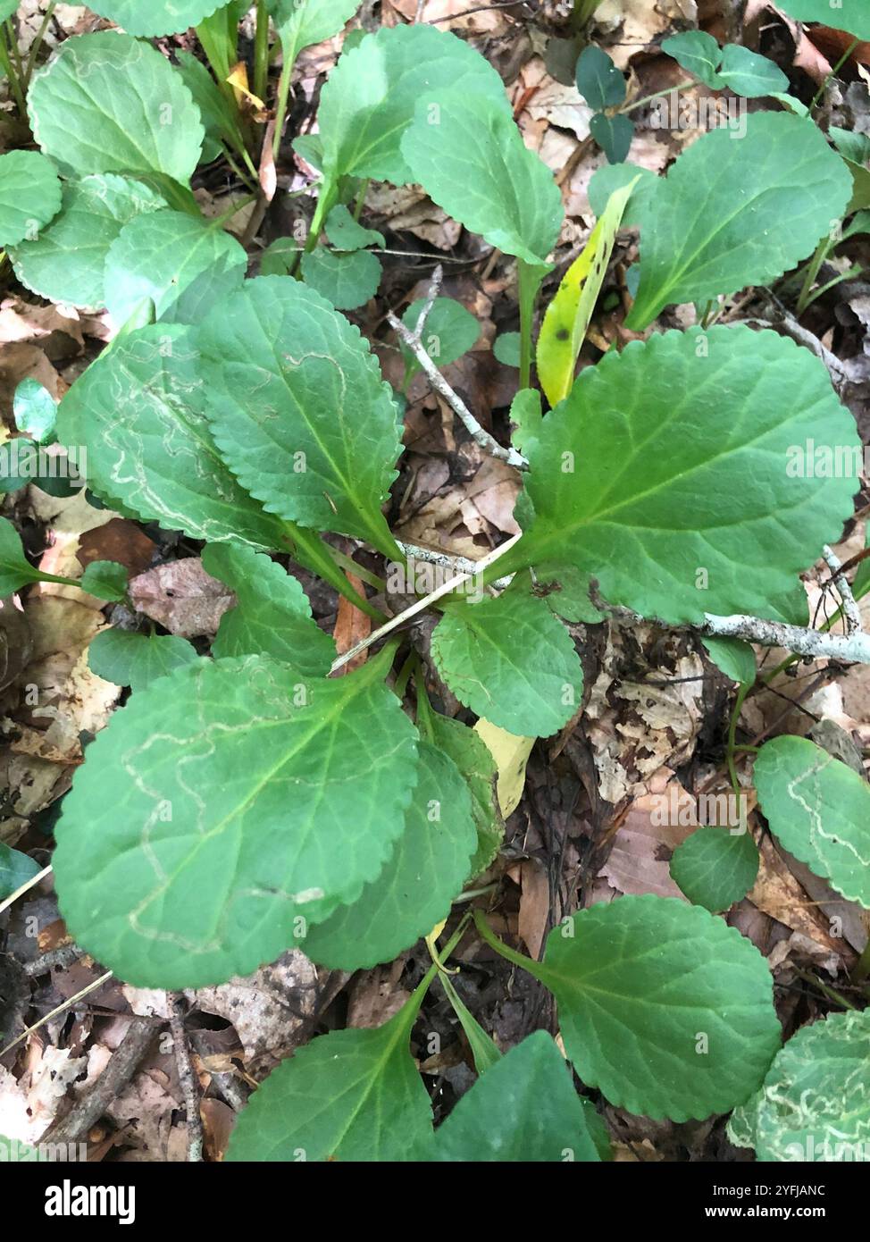 roundleaf ragwort (Packera obovata Stock Photo - Alamy