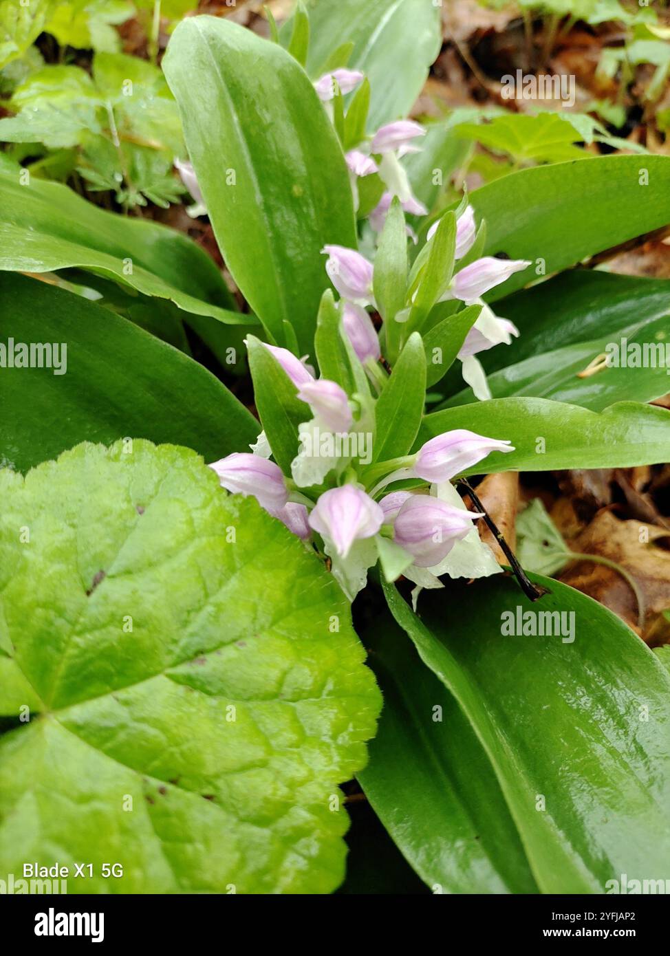 showy orchis (Galearis spectabilis Stock Photo - Alamy