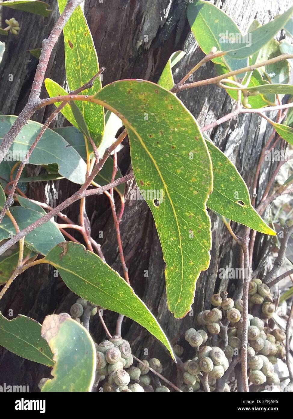 Brown Stringybark (Eucalyptus baxteri Stock Photo - Alamy