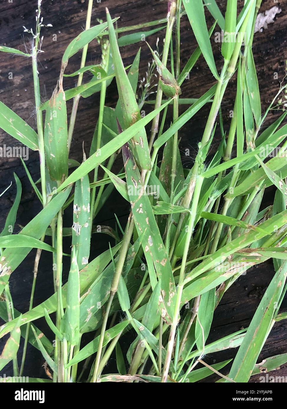 Lindheimer's Panicgrass (Dichanthelium lindheimeri Stock Photo - Alamy