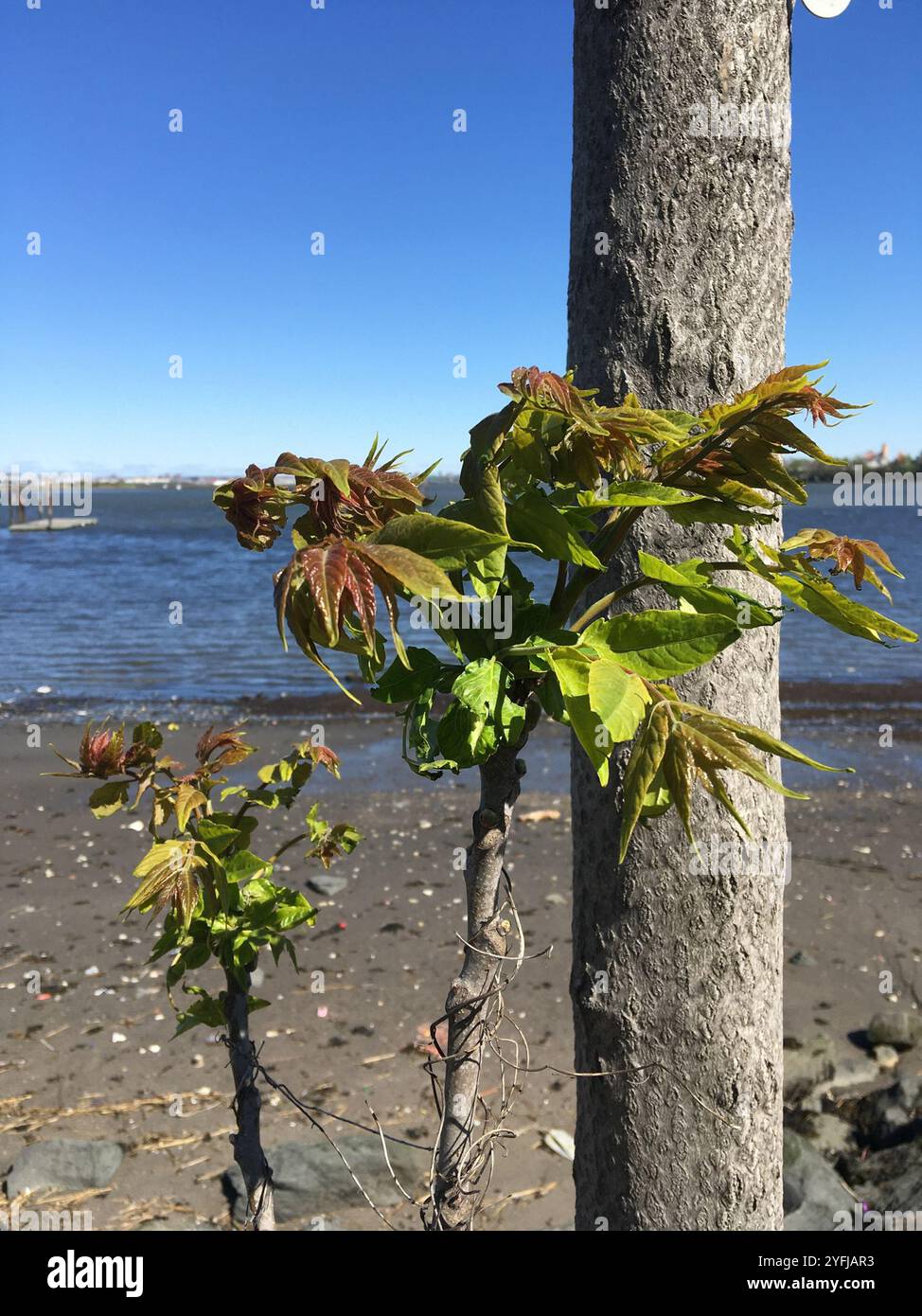 tree-of-heaven (Ailanthus altissima Stock Photo - Alamy