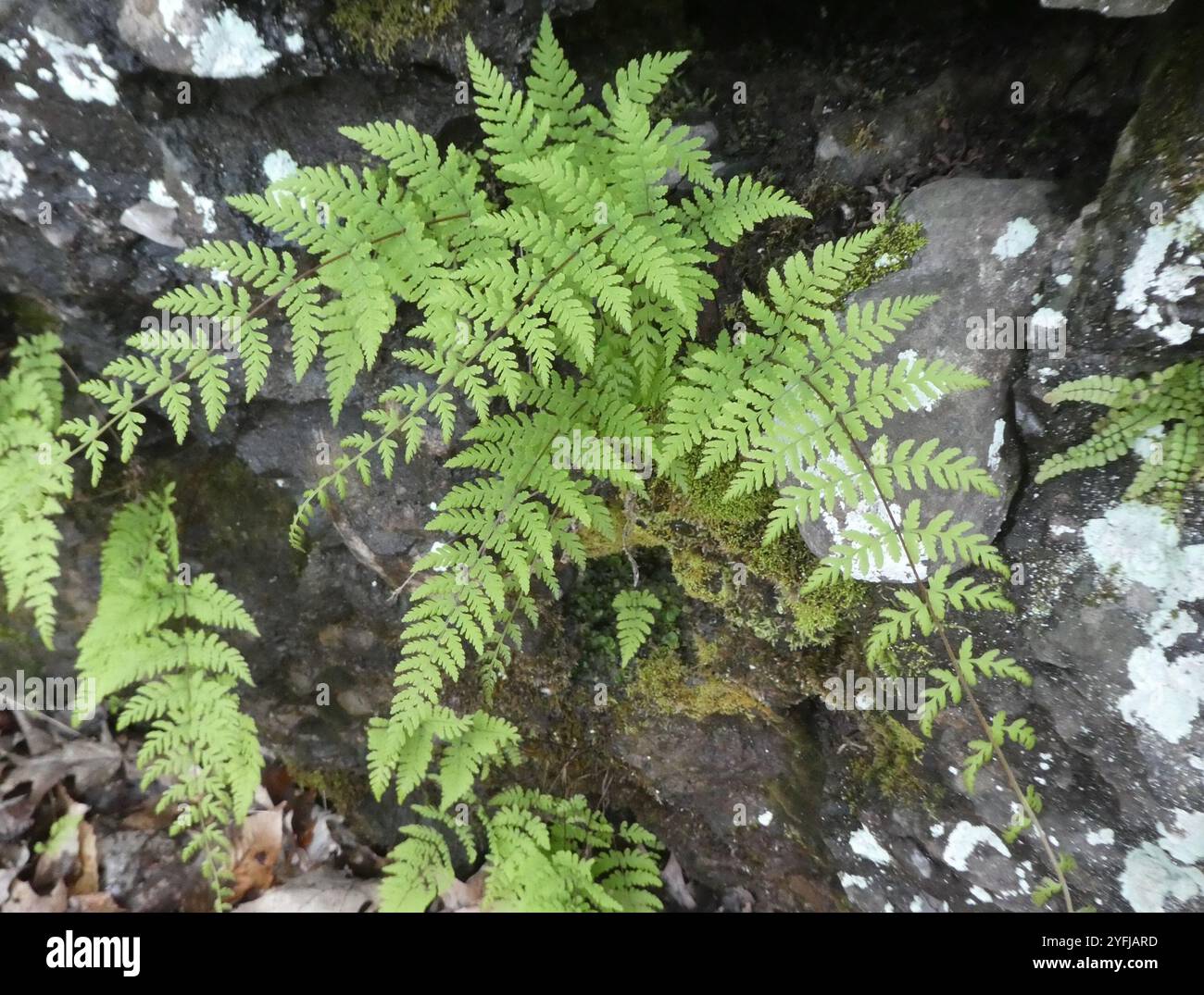 Cystopteris bulbifera hi-res stock photography and images - Alamy