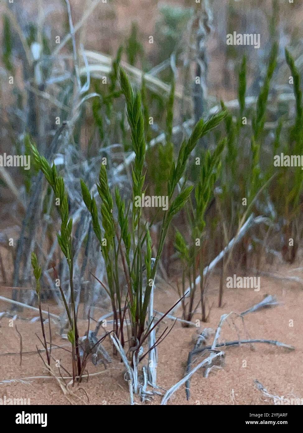 sixweeks grass (Festuca octoflora Stock Photo - Alamy