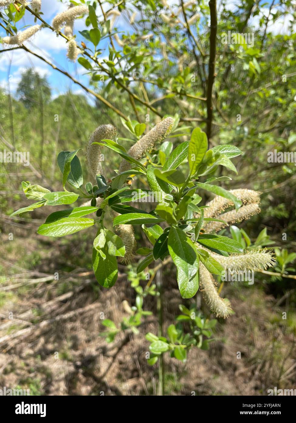Sitka willow (Salix sitchensis Stock Photo - Alamy