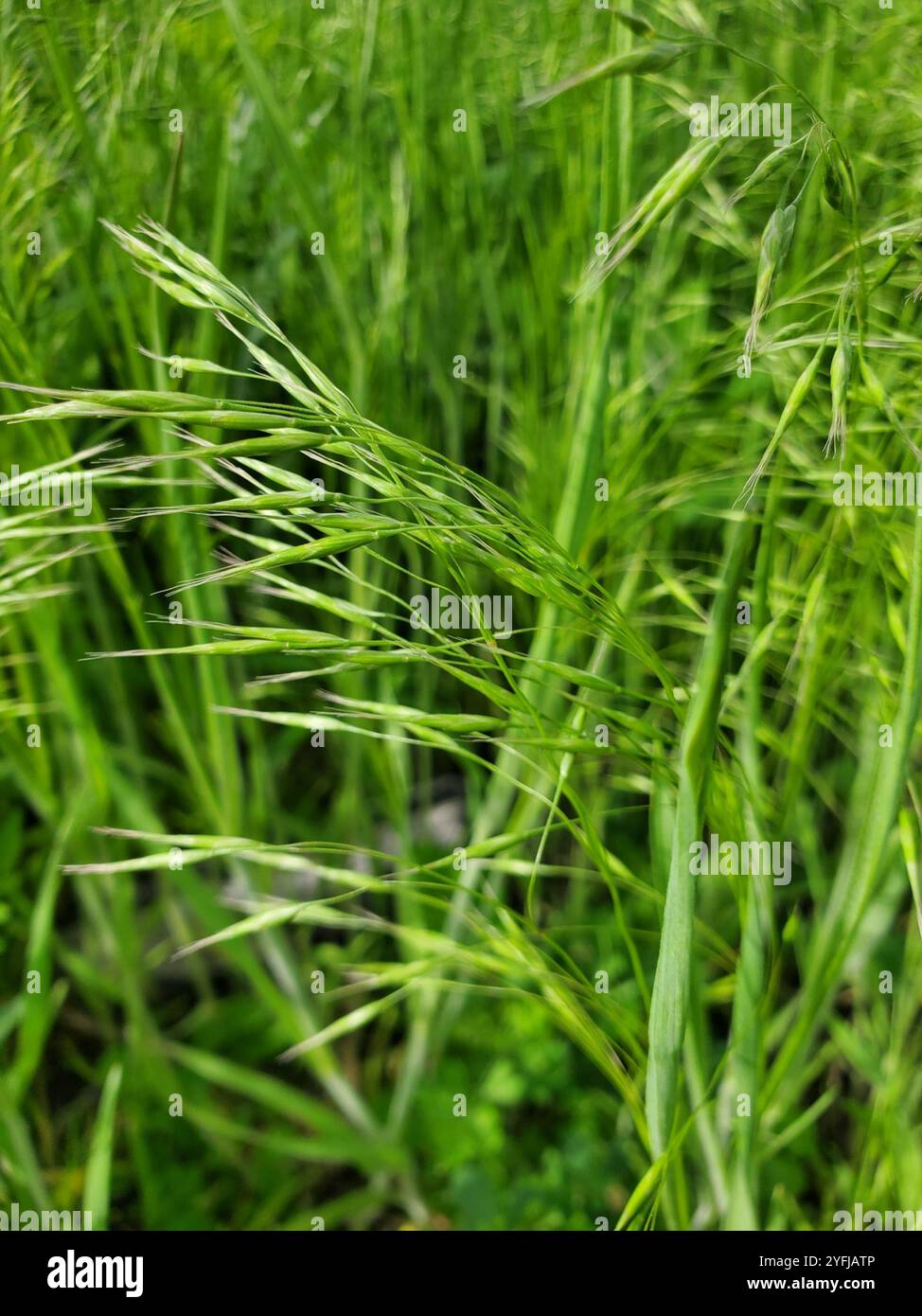 common soft brome (Bromus hordeaceus Stock Photo - Alamy