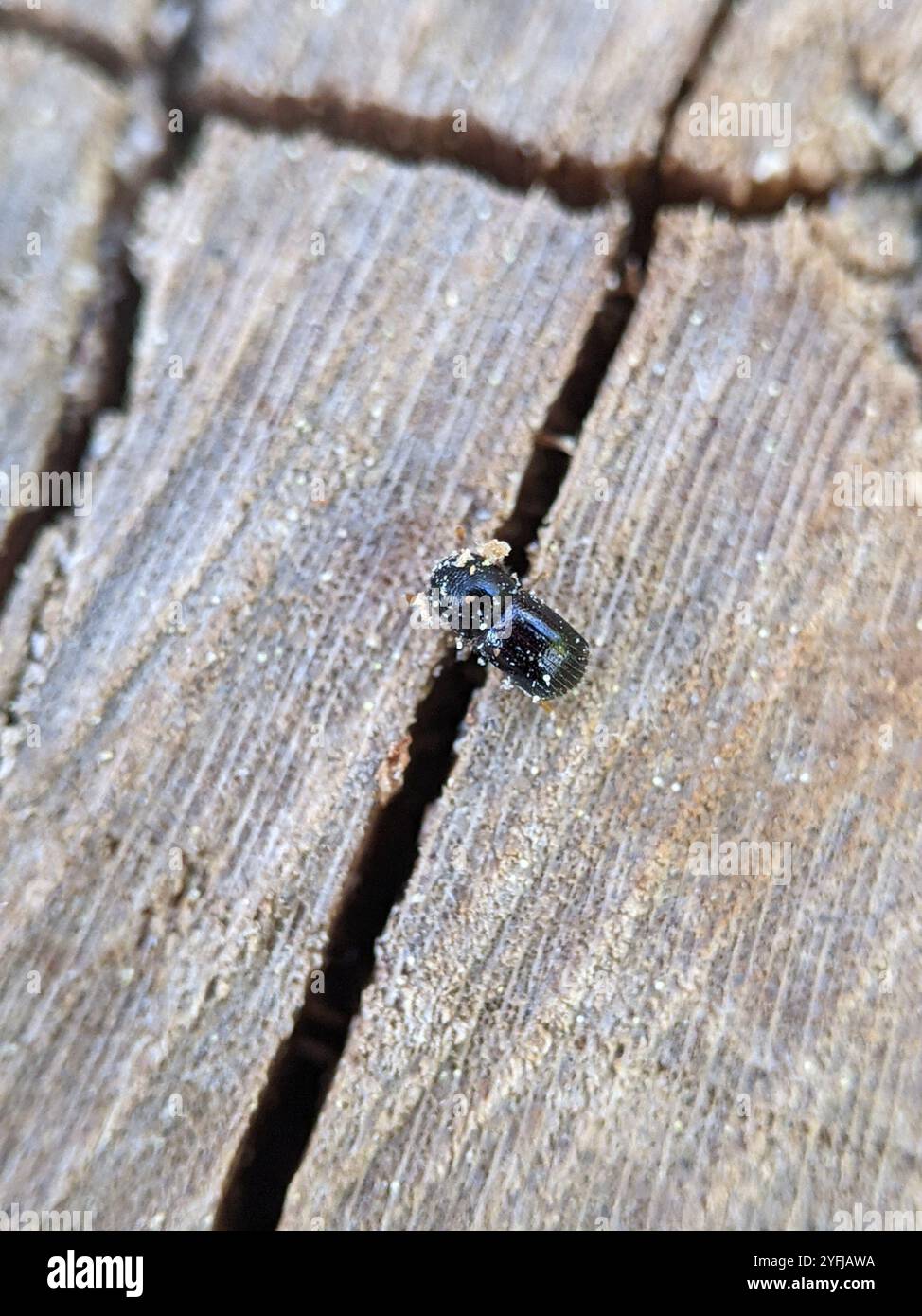 Black stem borer hi-res stock photography and images - Alamy