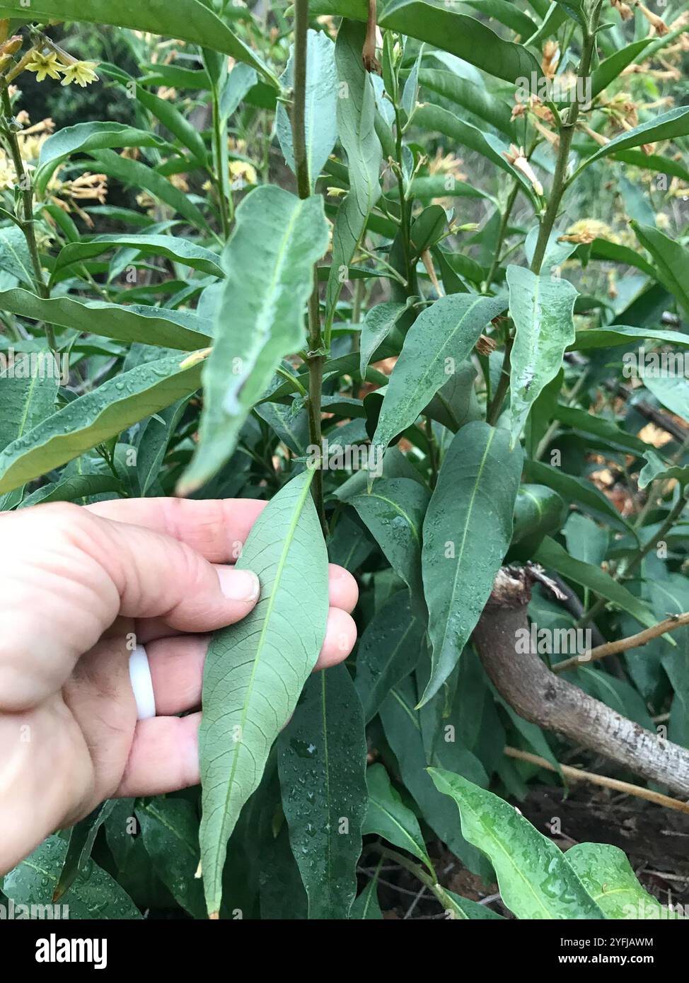 green cestrum (Cestrum parqui Stock Photo - Alamy