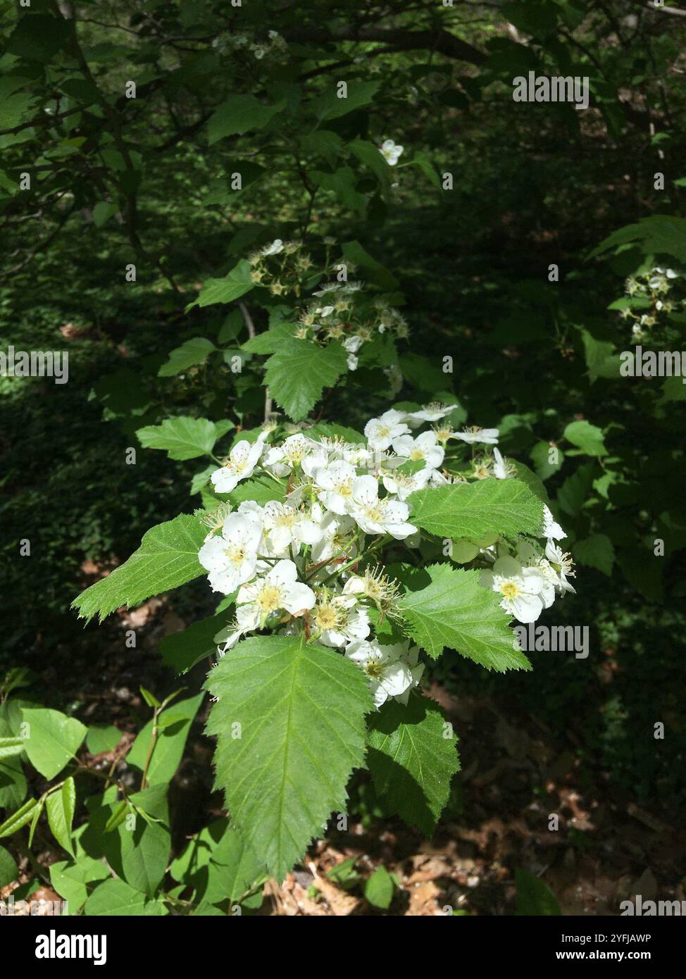 downy hawthorn (Crataegus mollis Stock Photo - Alamy