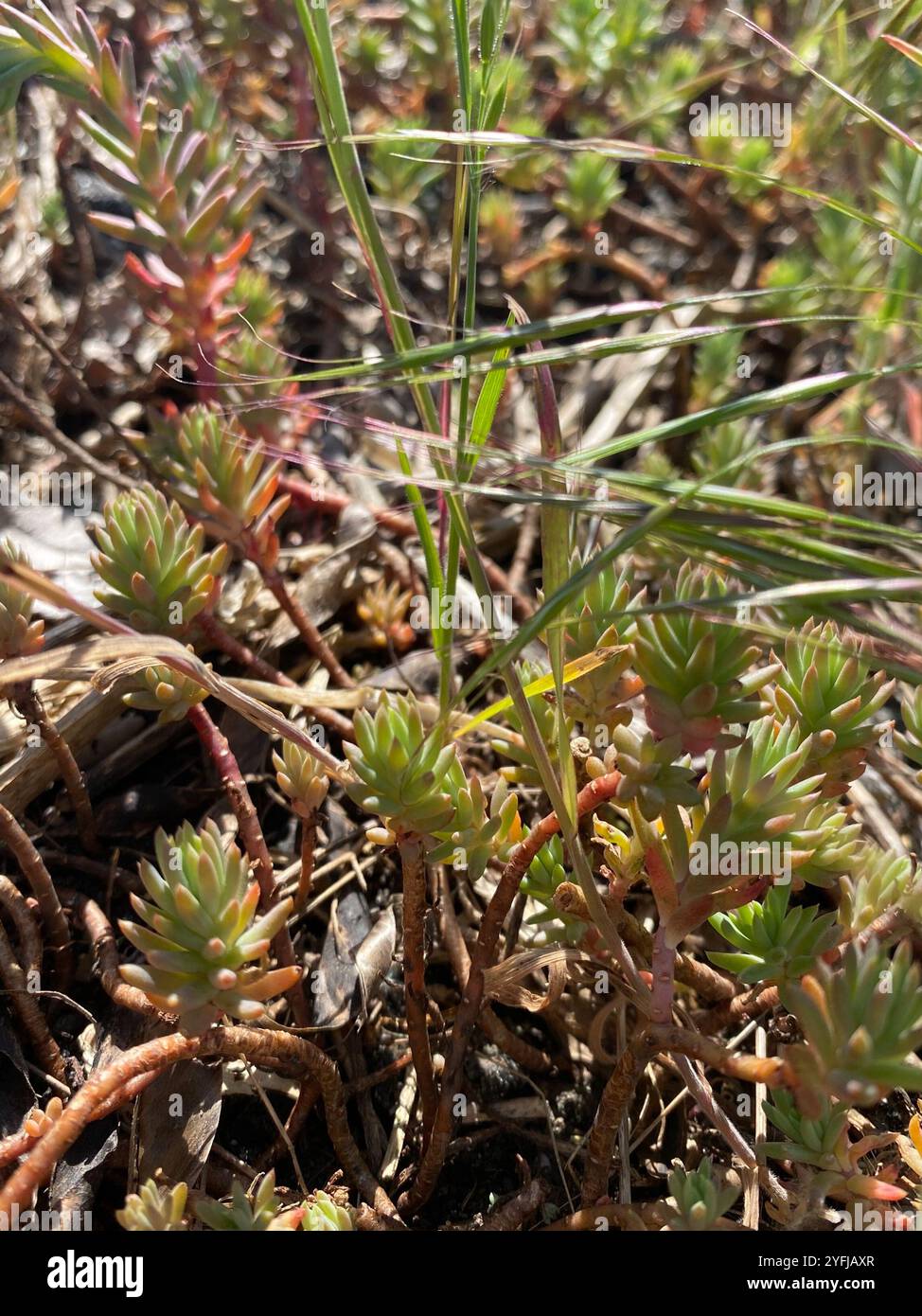 Reflexed Stonecrop (Petrosedum rupestre Stock Photo - Alamy