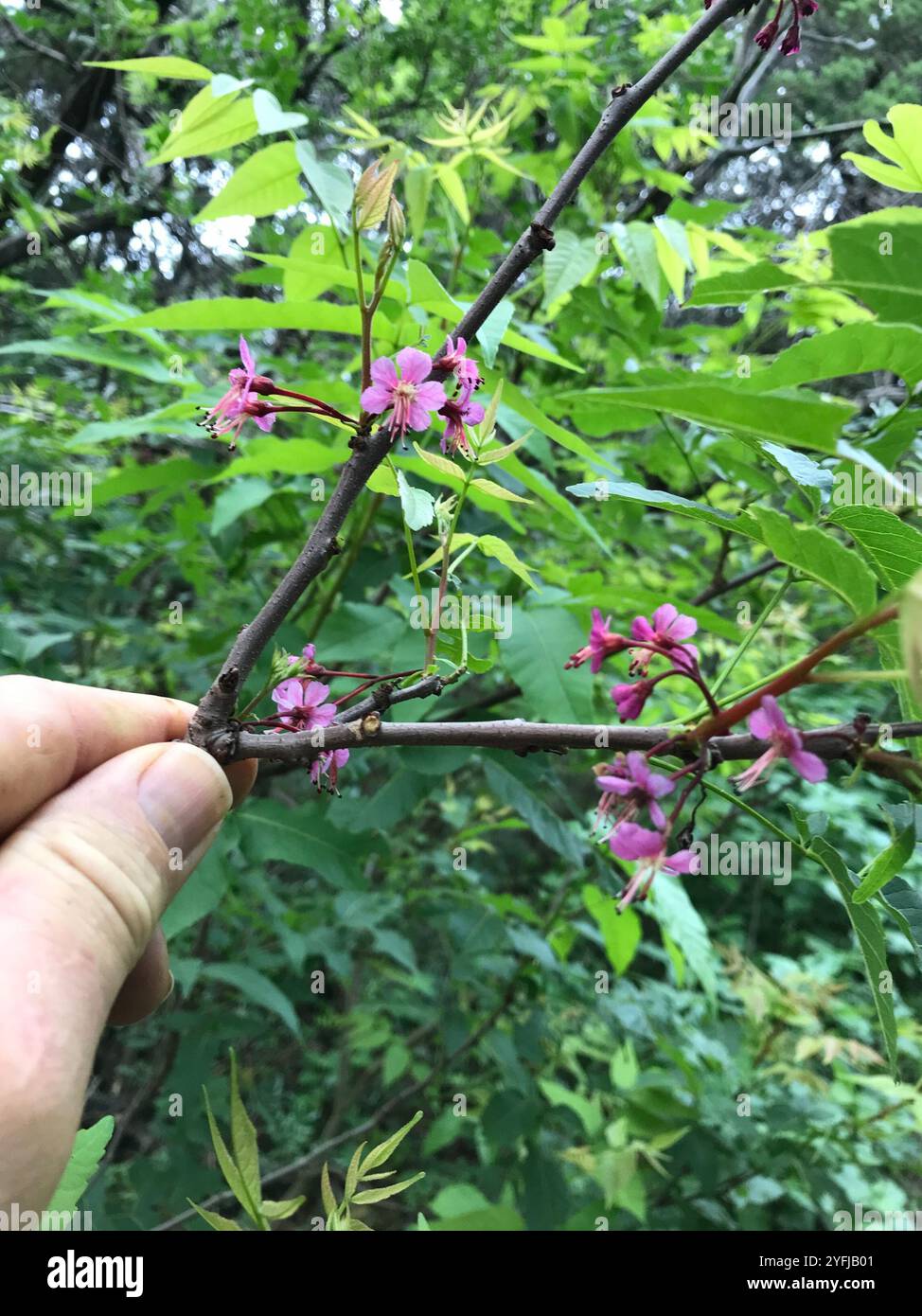 Mexican buckeye (Ungnadia speciosa Stock Photo - Alamy