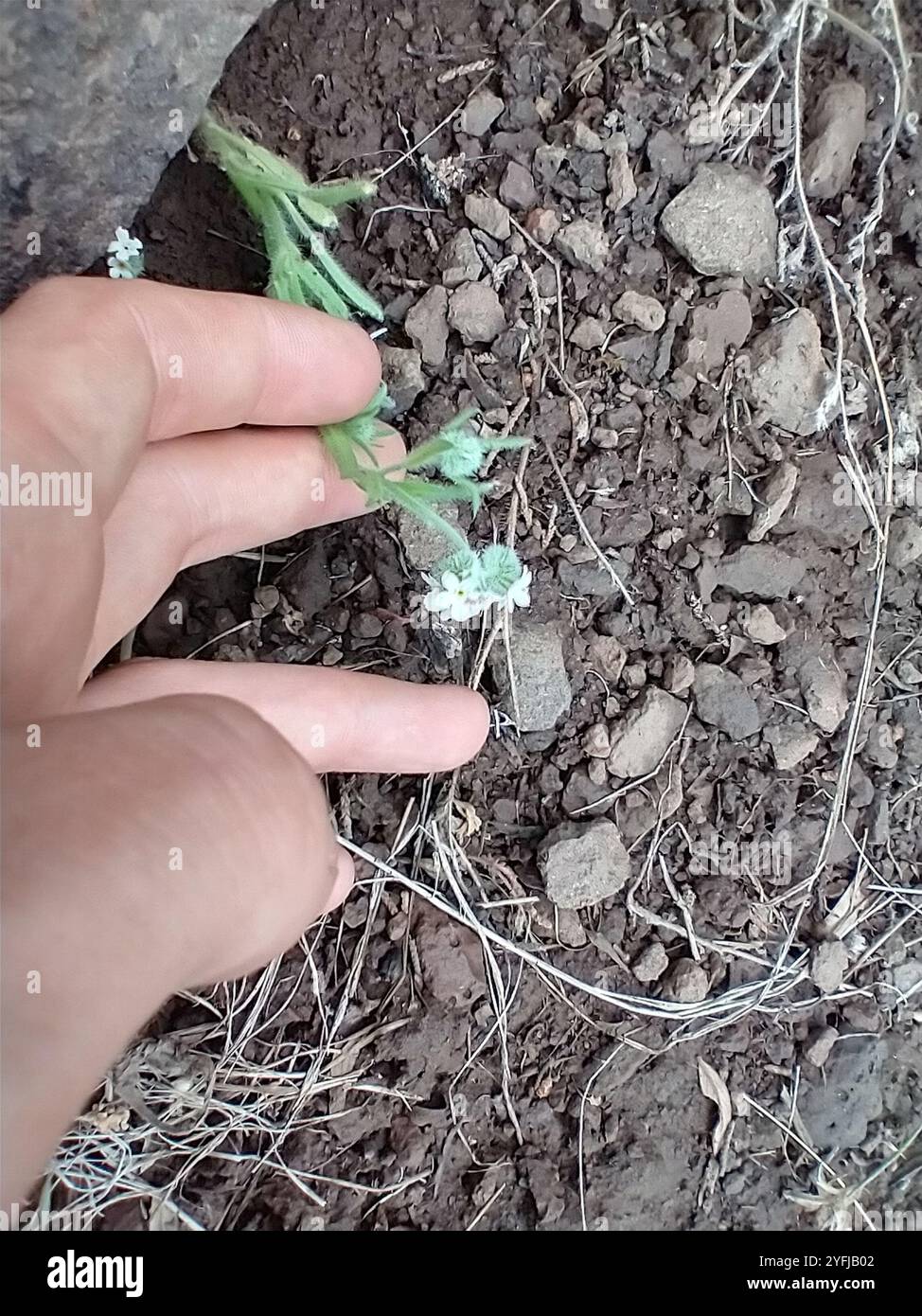 Clearwater cryptantha (Cryptantha intermedia Stock Photo - Alamy