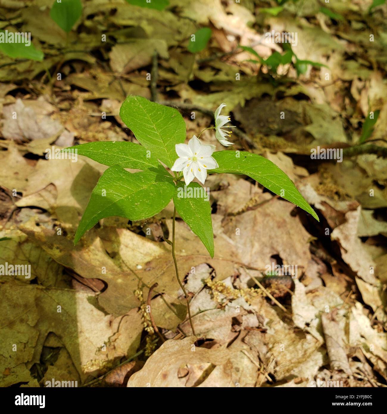 northern starflower (Lysimachia borealis Stock Photo - Alamy