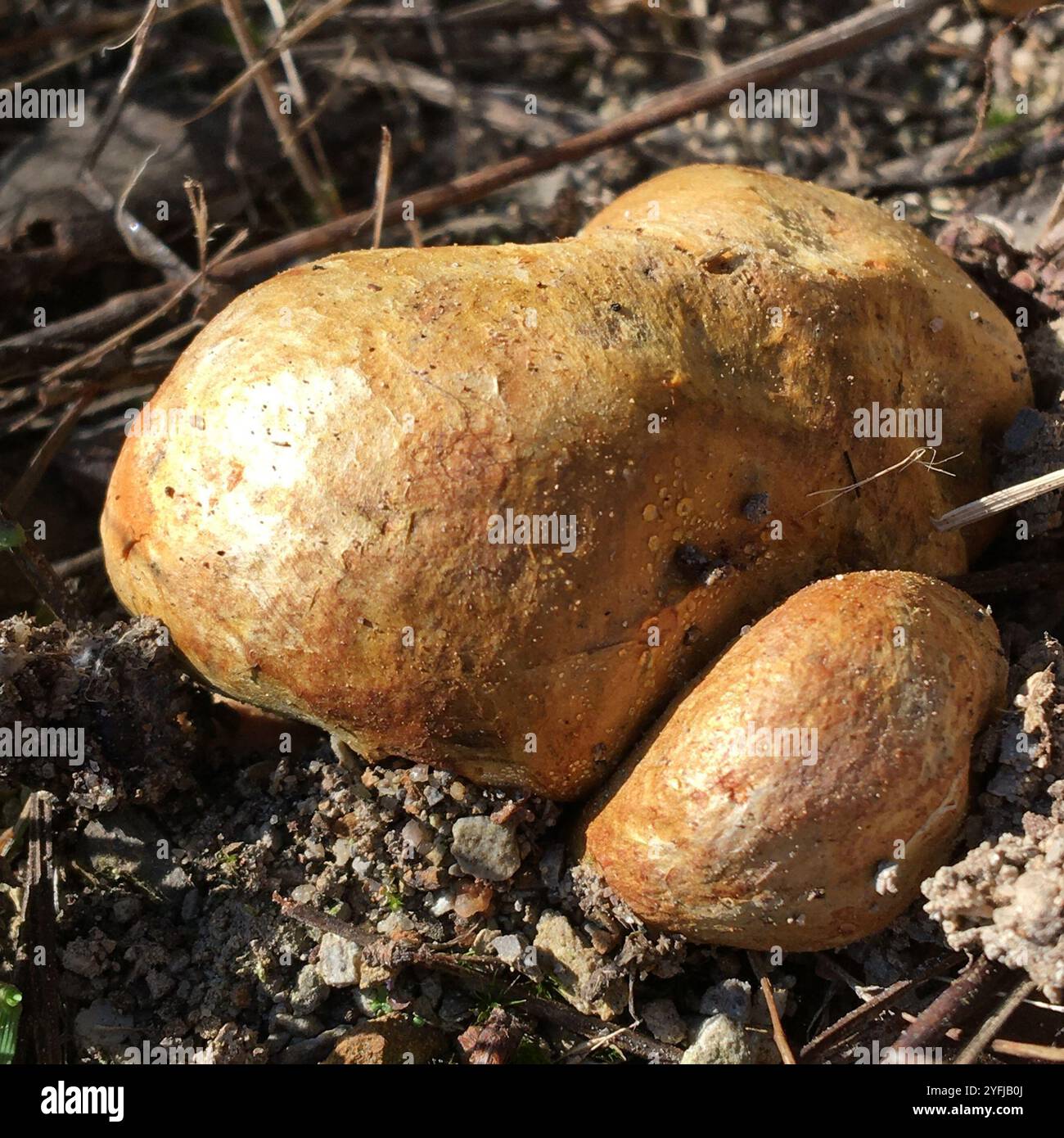 False truffle hi-res stock photography and images - Alamy
