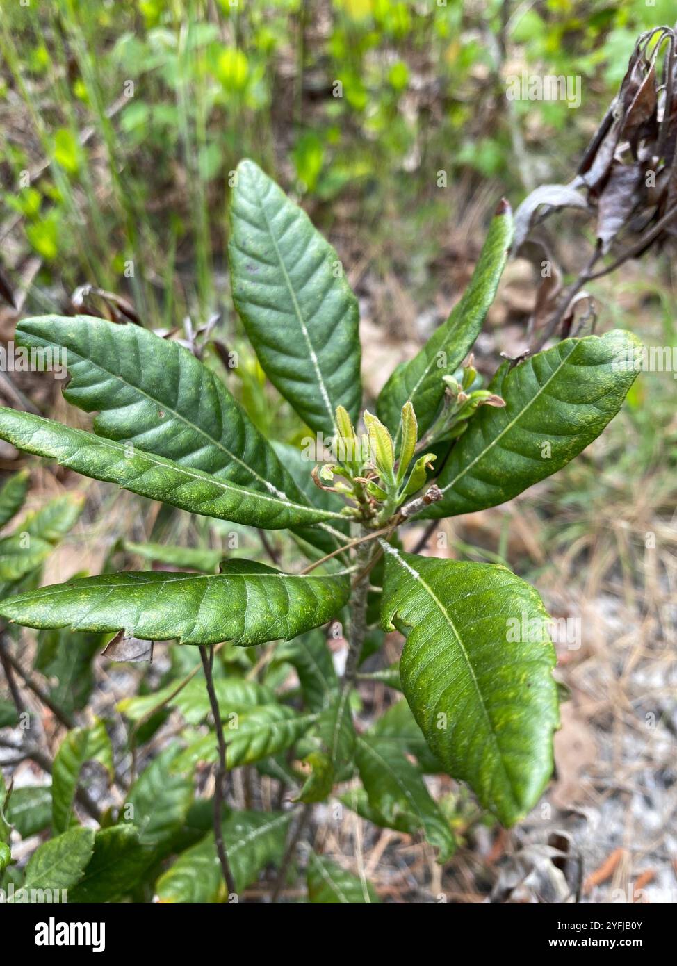 southern bayberry (Morella caroliniensis Stock Photo - Alamy