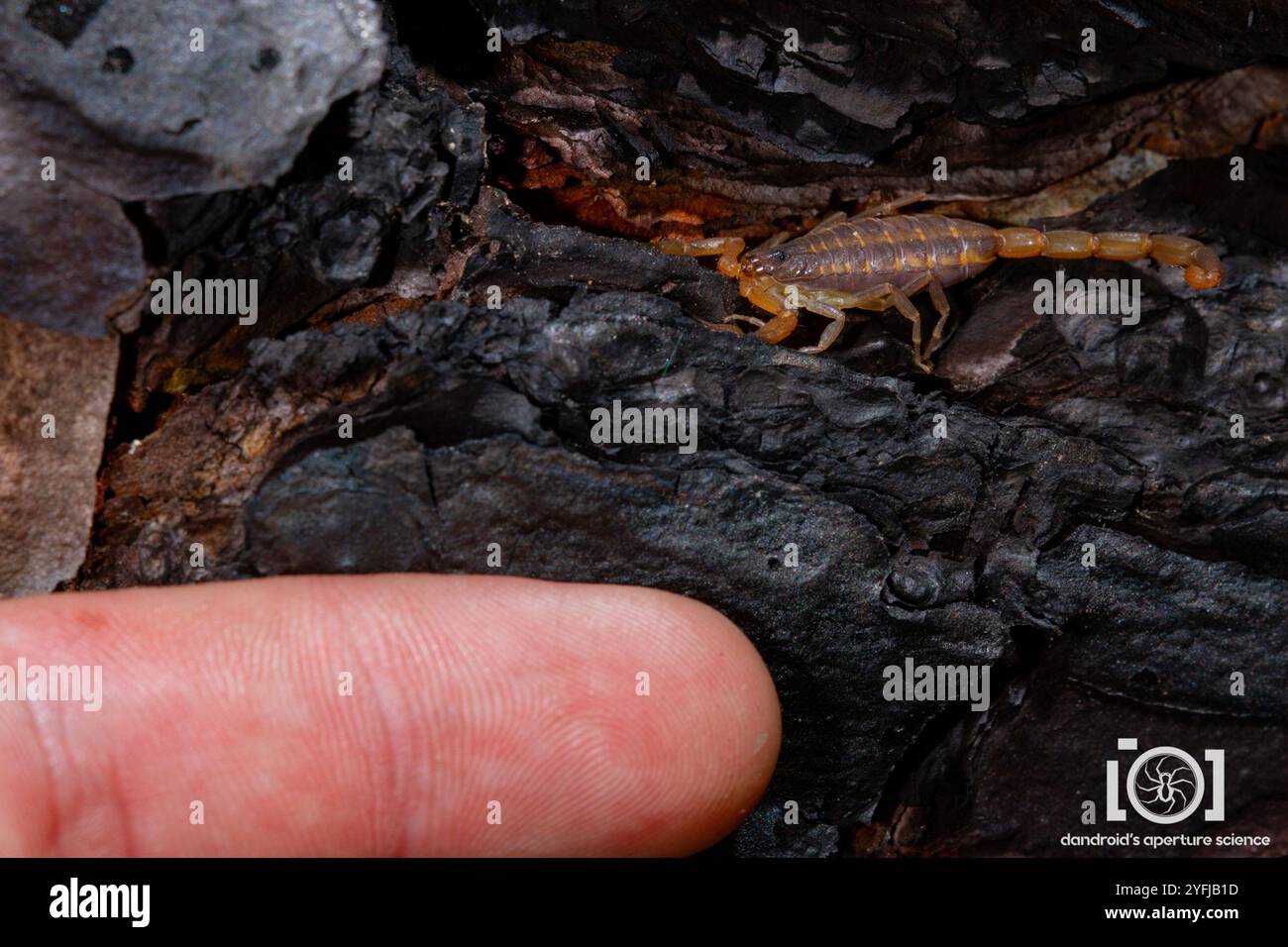 Hentz Striped Scorpion (Centruroides hentzi Stock Photo - Alamy