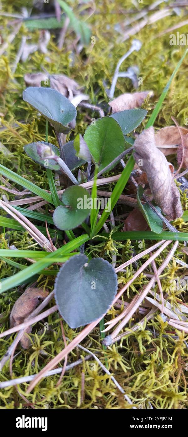 Viola rupestris hi-res stock photography and images - Alamy