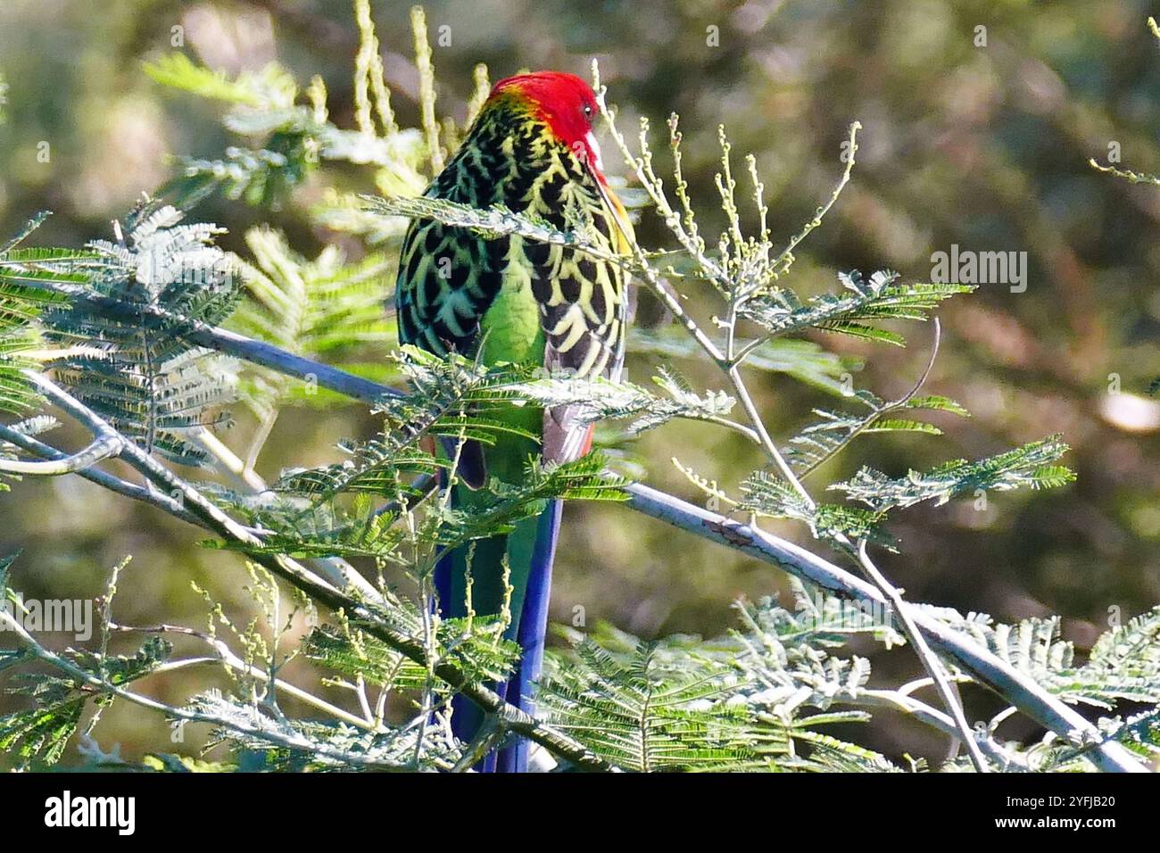 Eastern Rosella (Platycercus eximius Stock Photo - Alamy