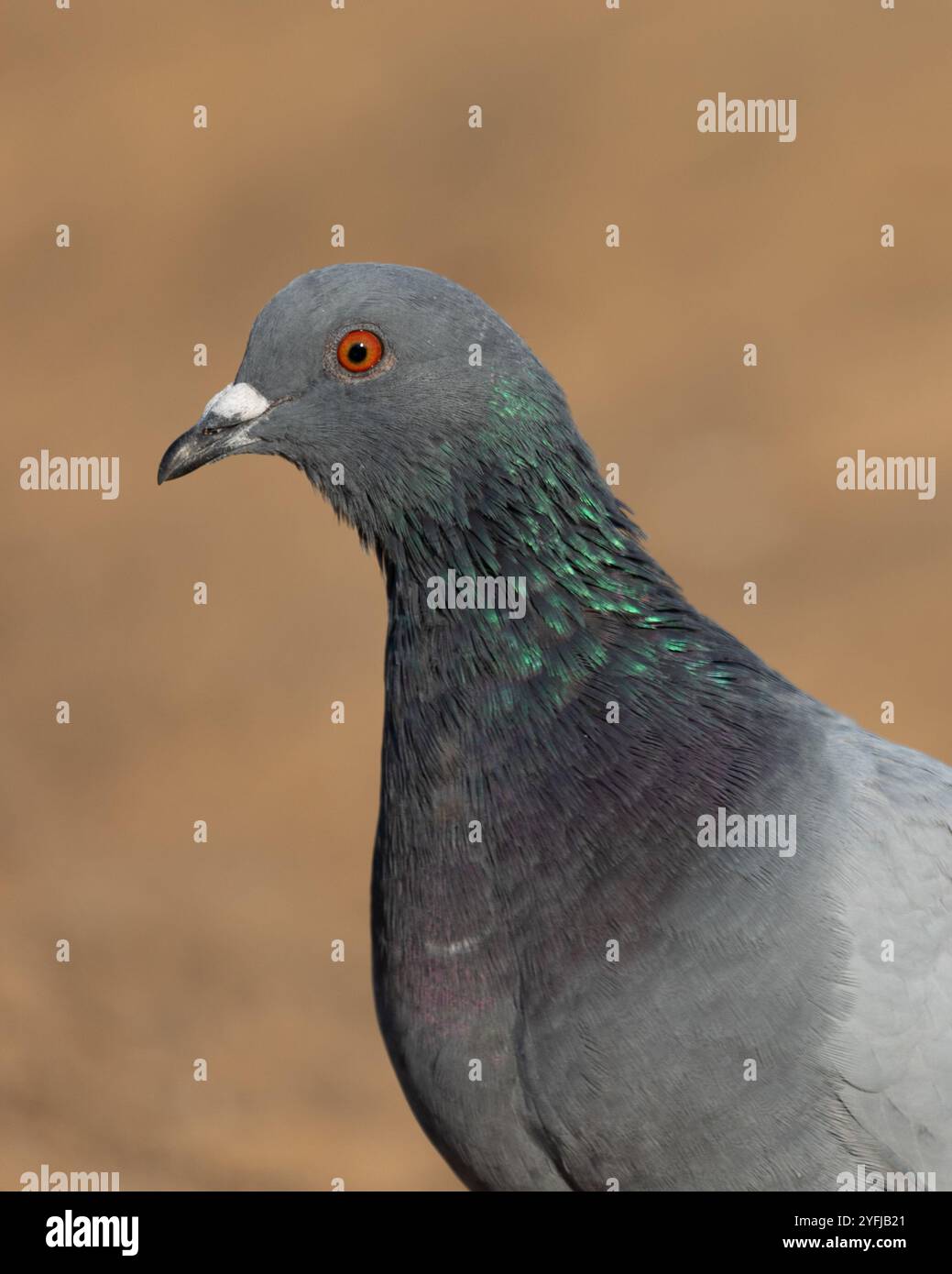 A closeup view of a common rock pigeon on a beach in New Jersey. You ...