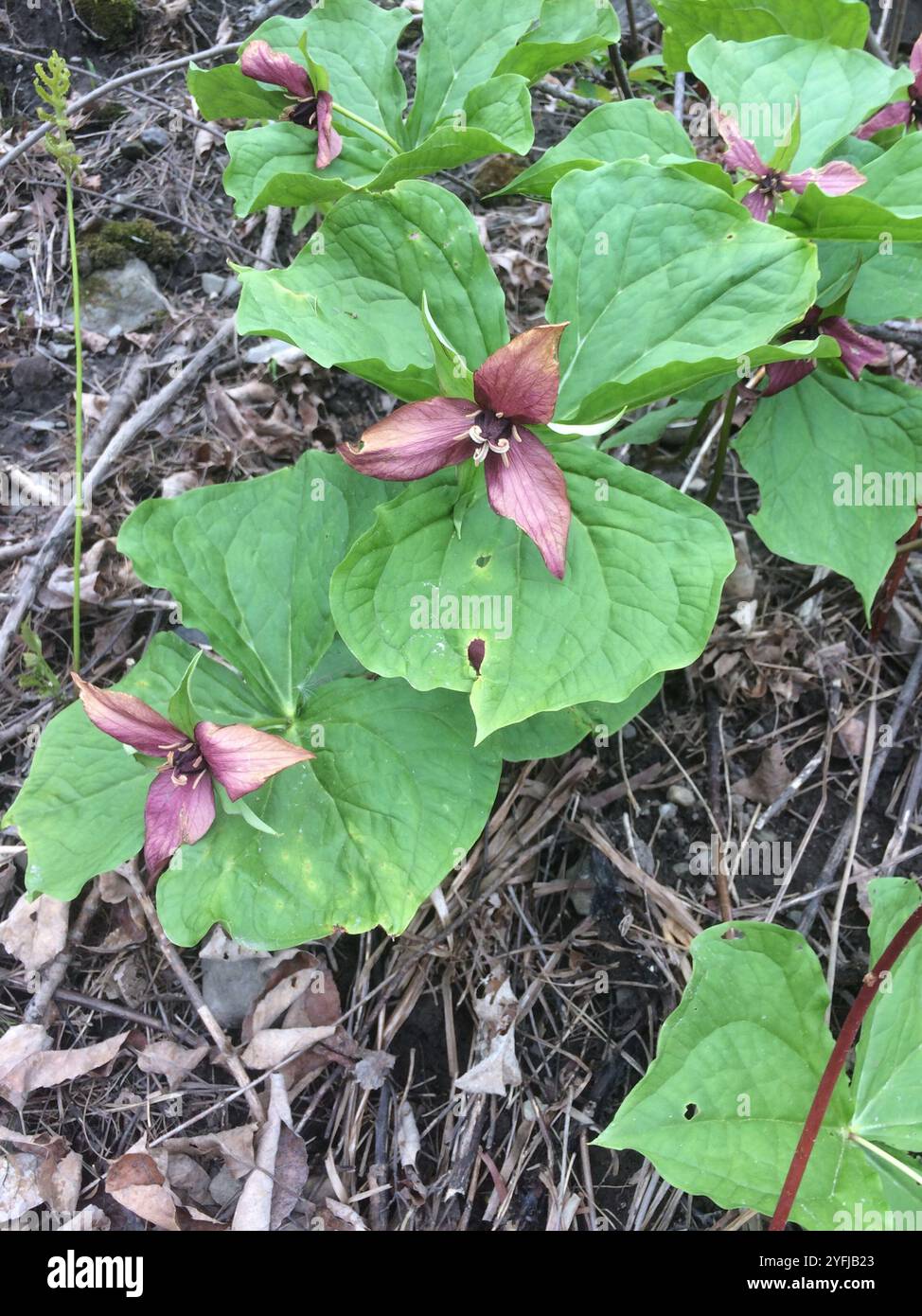 red trillium (Trillium erectum Stock Photo - Alamy