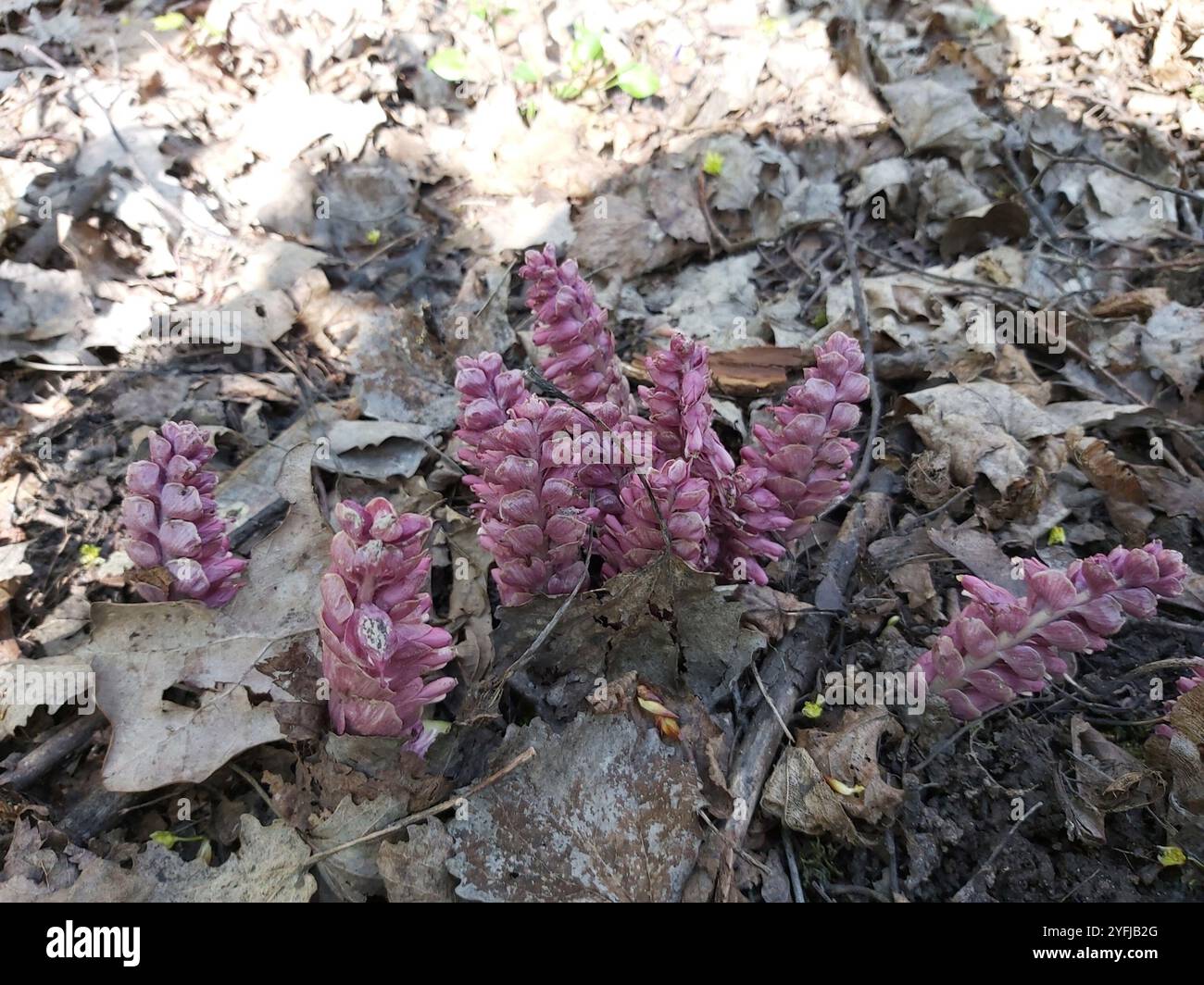 Common Toothwort (Lathraea squamaria Stock Photo - Alamy