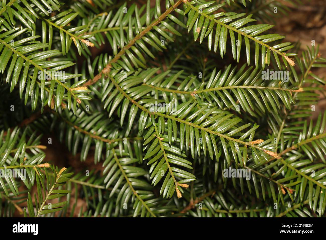 common yew (Taxus baccata Stock Photo - Alamy