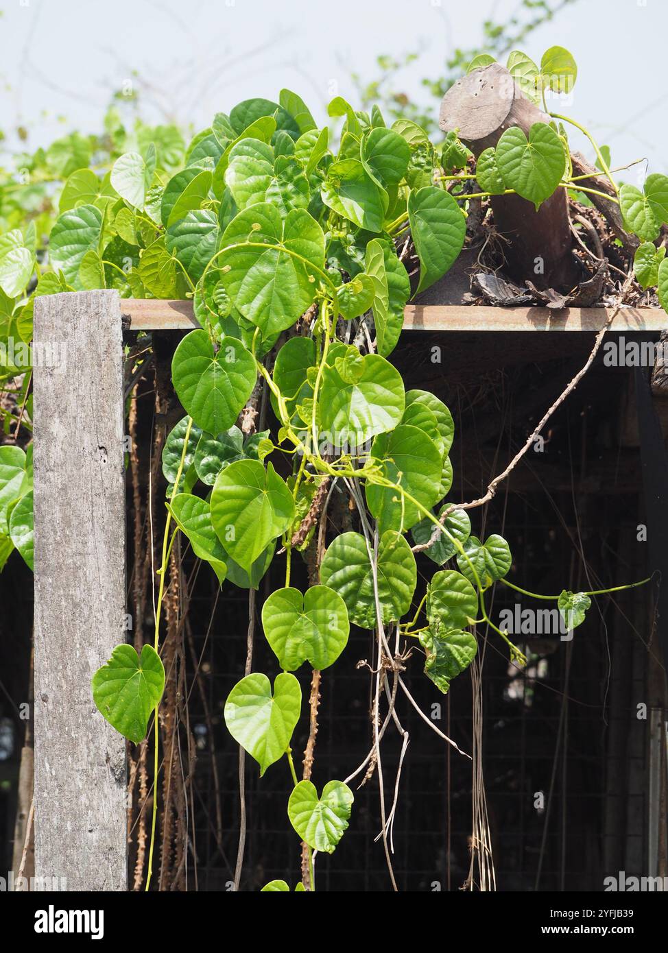 Petawali (Tinospora crispa Stock Photo - Alamy