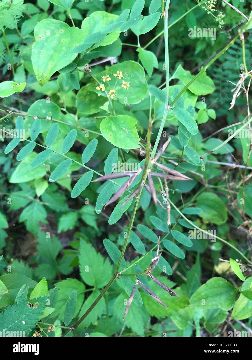 Carolina Vetch (Vicia caroliniana Stock Photo - Alamy
