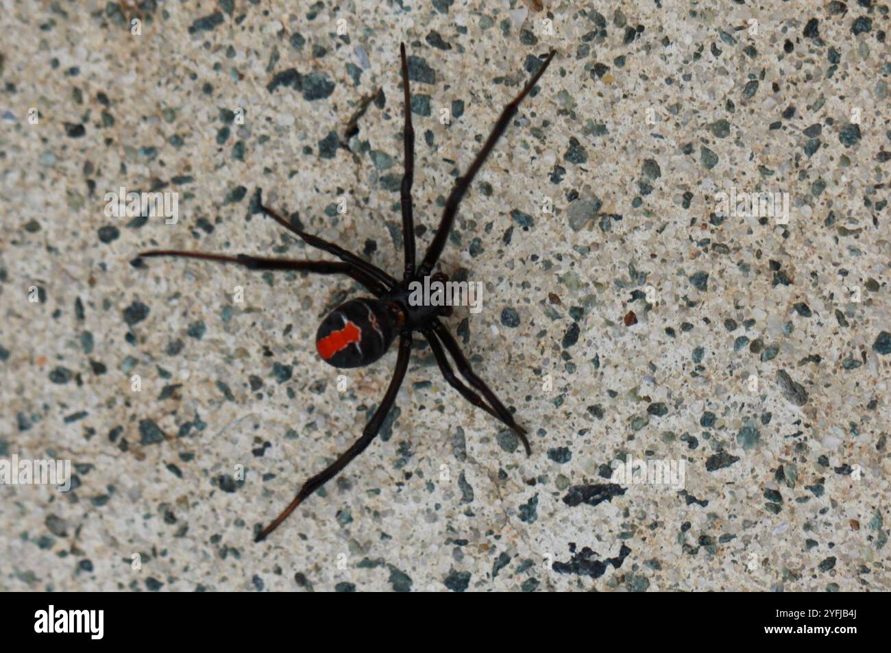 Redback Spider (Latrodectus hasselti Stock Photo - Alamy