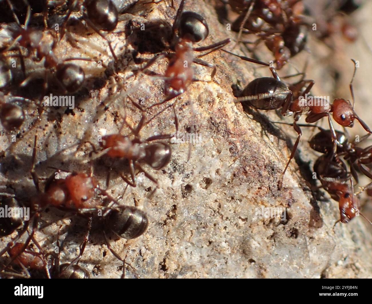 Wood, Mound, and Field Ants (Formica Stock Photo - Alamy