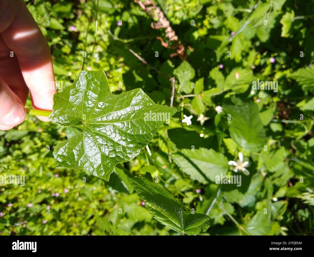 Coastal manroot hi-res stock photography and images - Alamy